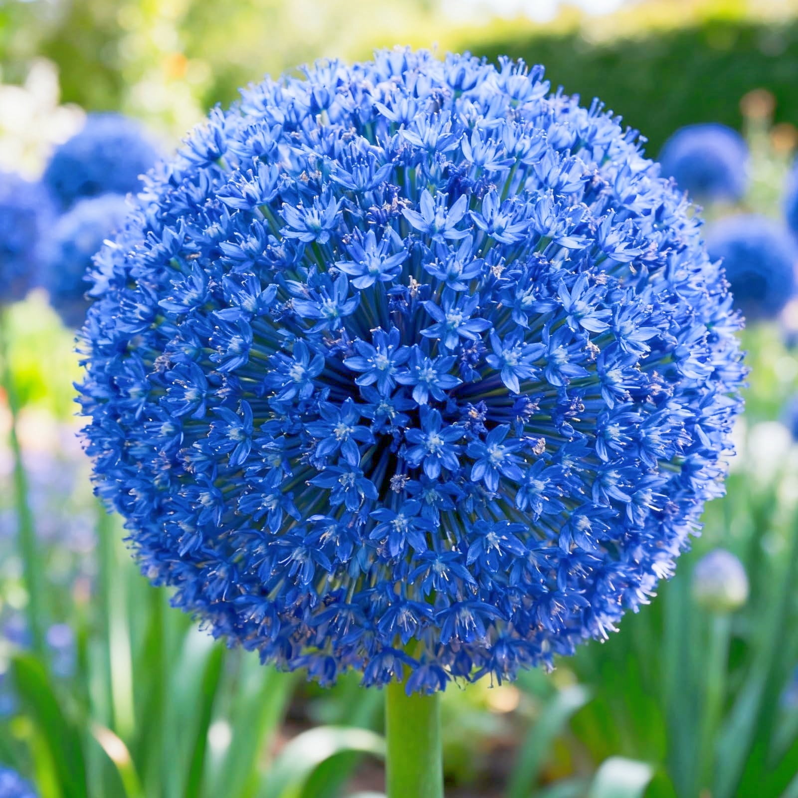 Giant Allium For Planting Ideal for Gardening Deer Resistant Variegated ...
