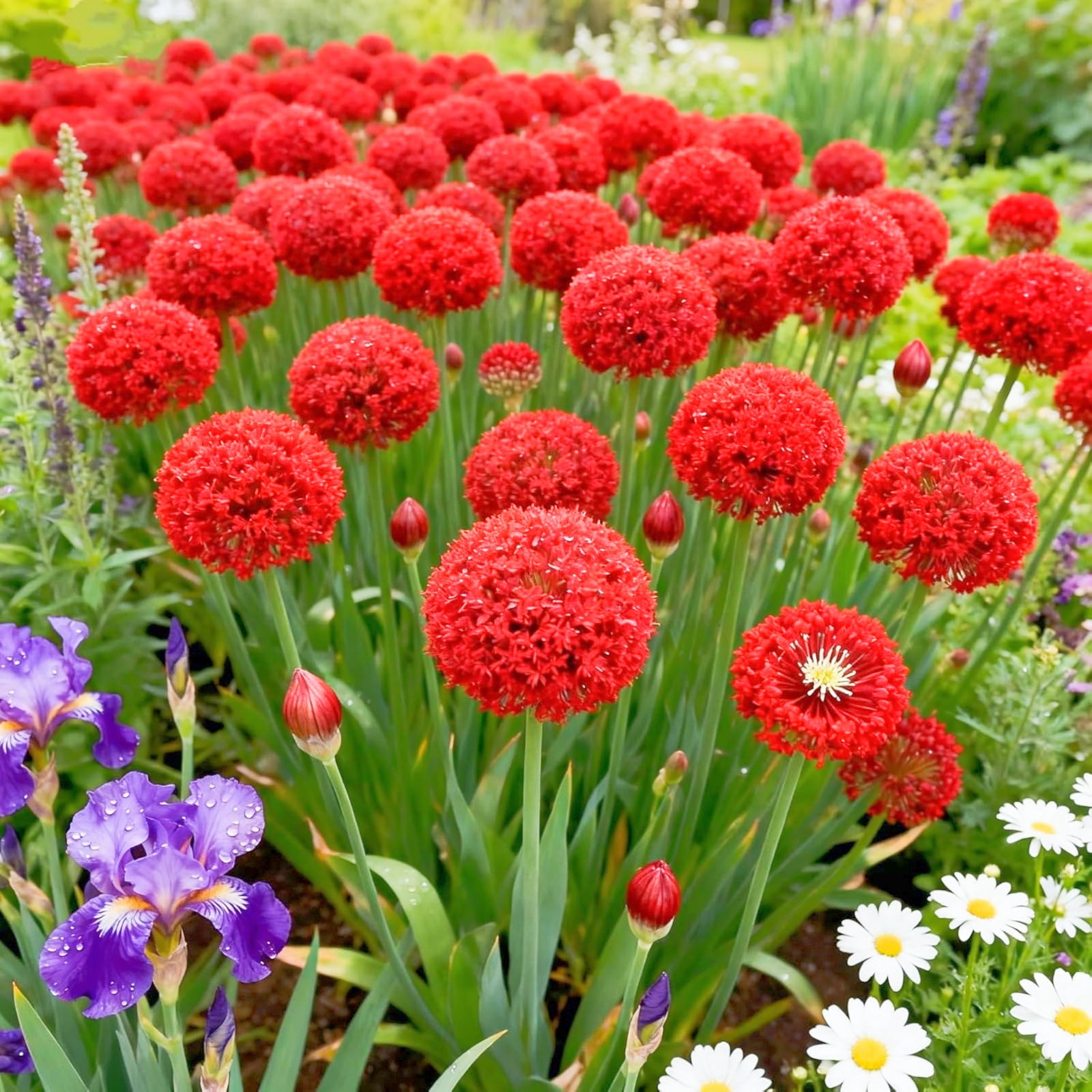 Giant Allium For Planting Ideal for Gardening Deer Resistant Variegated ...