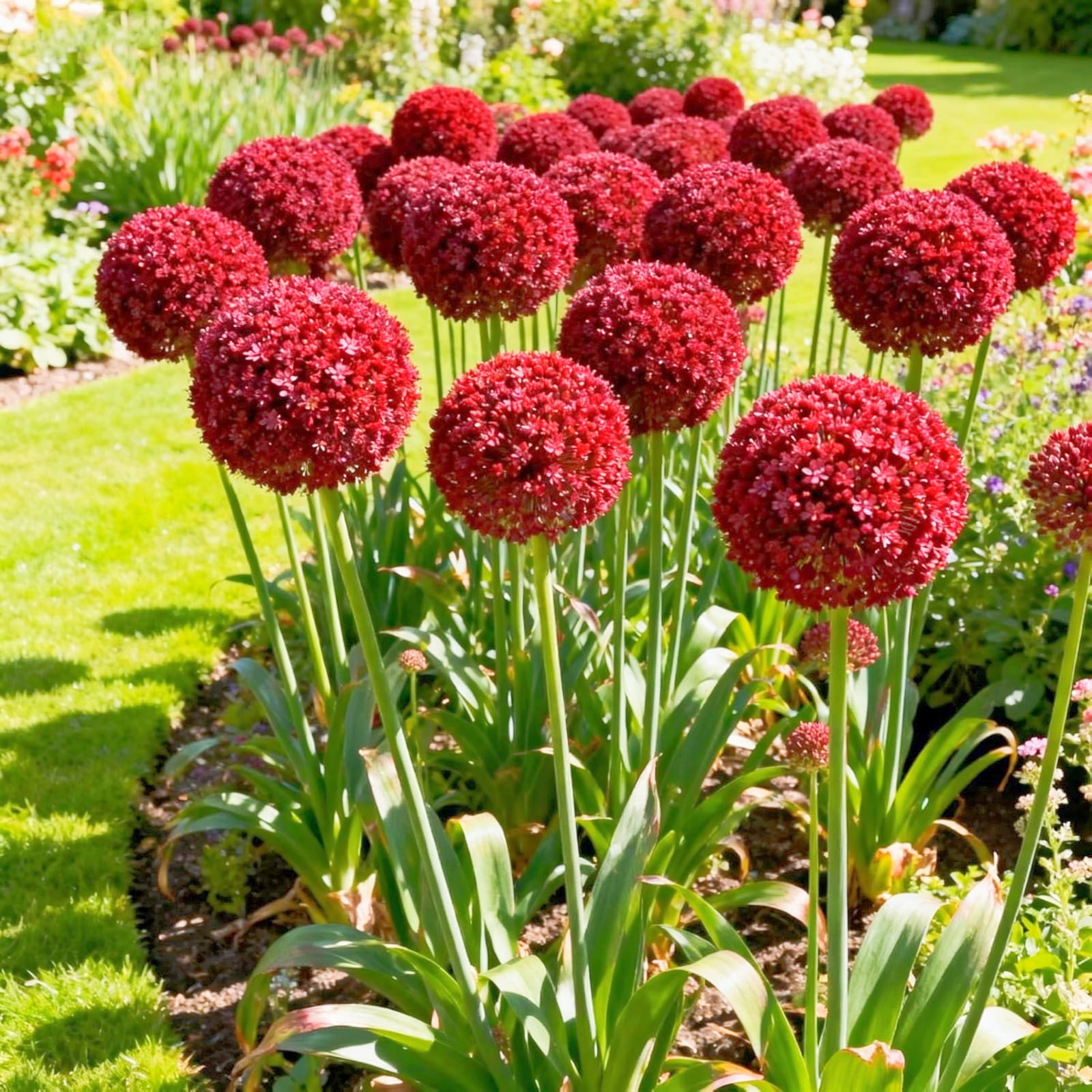 Giant Allium For Planting Ideal for Gardening Deer Resistant Variegated ...