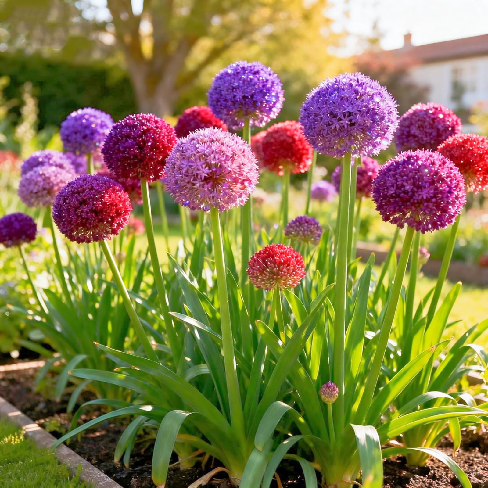 Giant Allium For Planting Ideal for Gardening Deer Resistant Variegated ...
