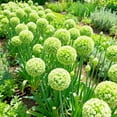 Giant Allium For Planting Ideal for Gardening Deer Resistant Variegated ...