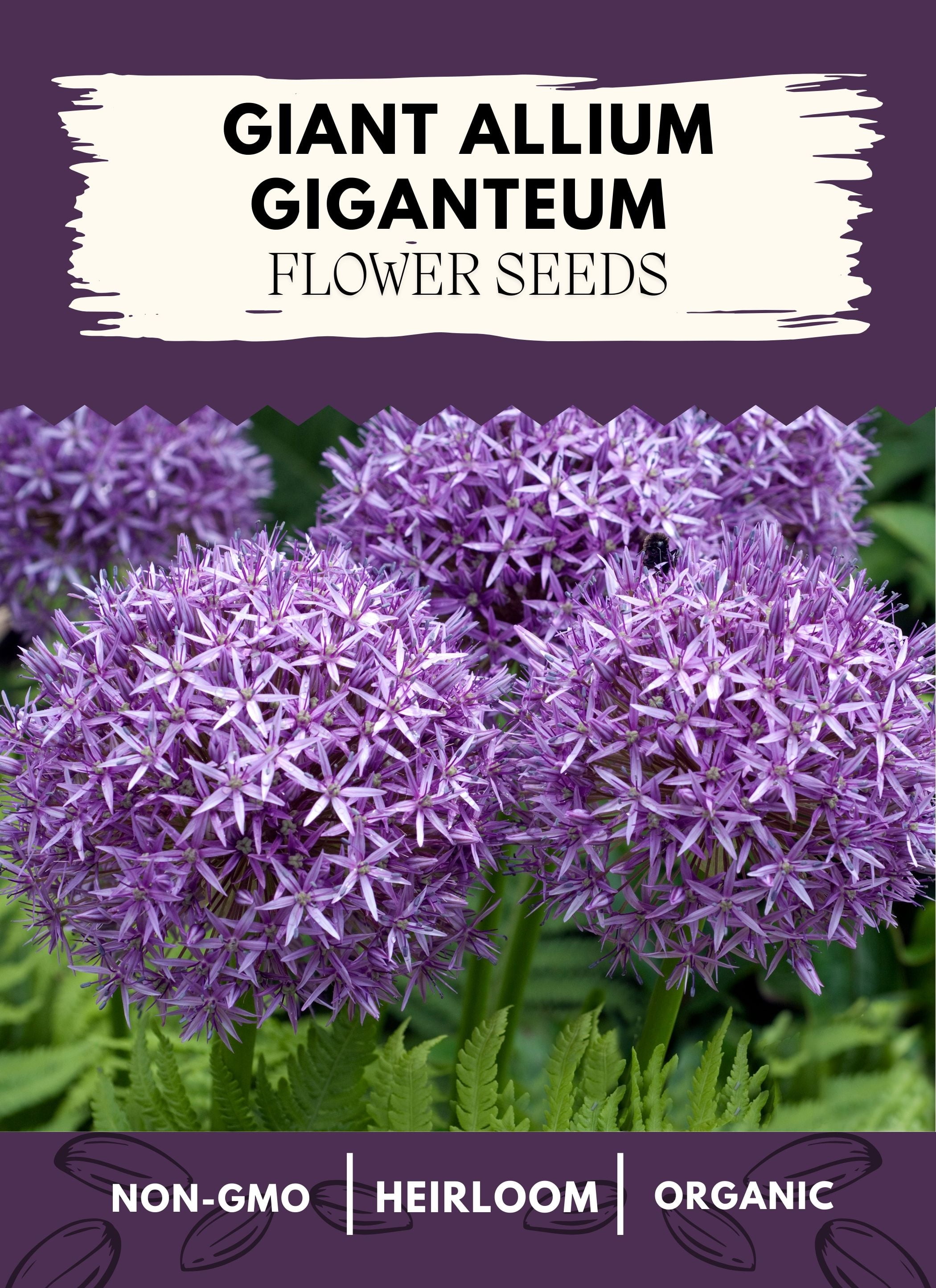 Giant Allium Giganteum (150 Unit) | Heirloom | Non-GMO | Organic | All natural Unit ...