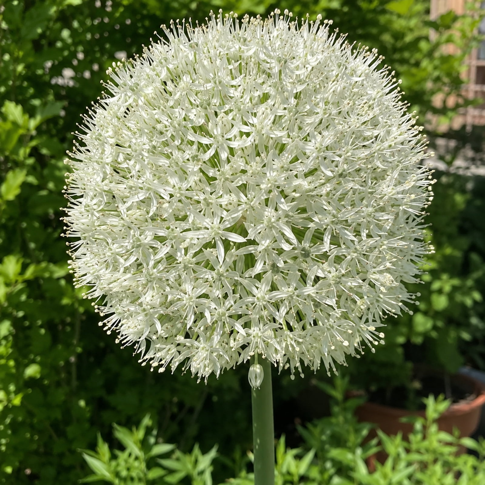 Giant Allium for Planting-Gift Garden-Home Decoration-Bloom Year After ...