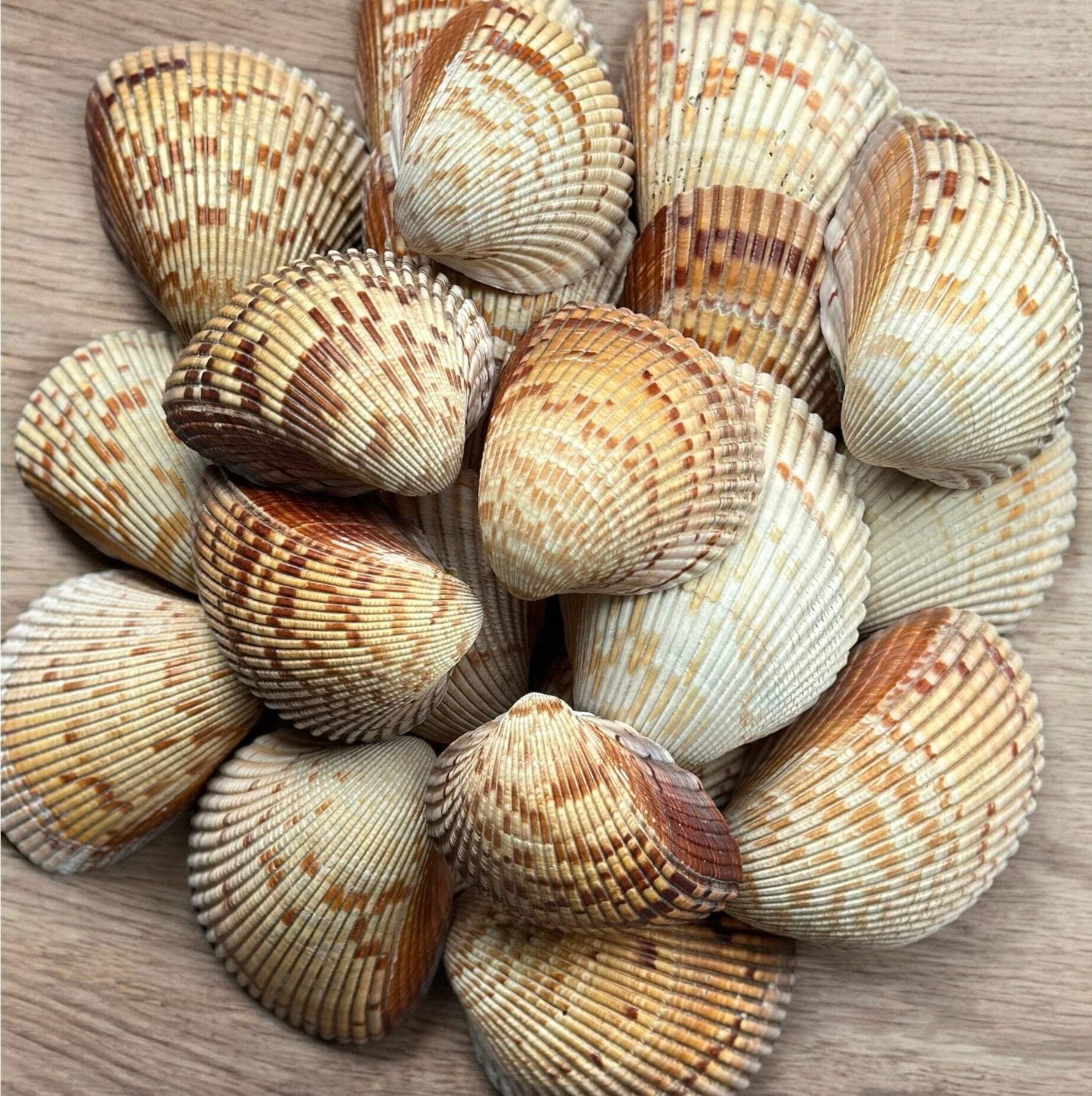 Giant Atlantic Cockle Seashells Rare Large Natural Beach Home Decor ...