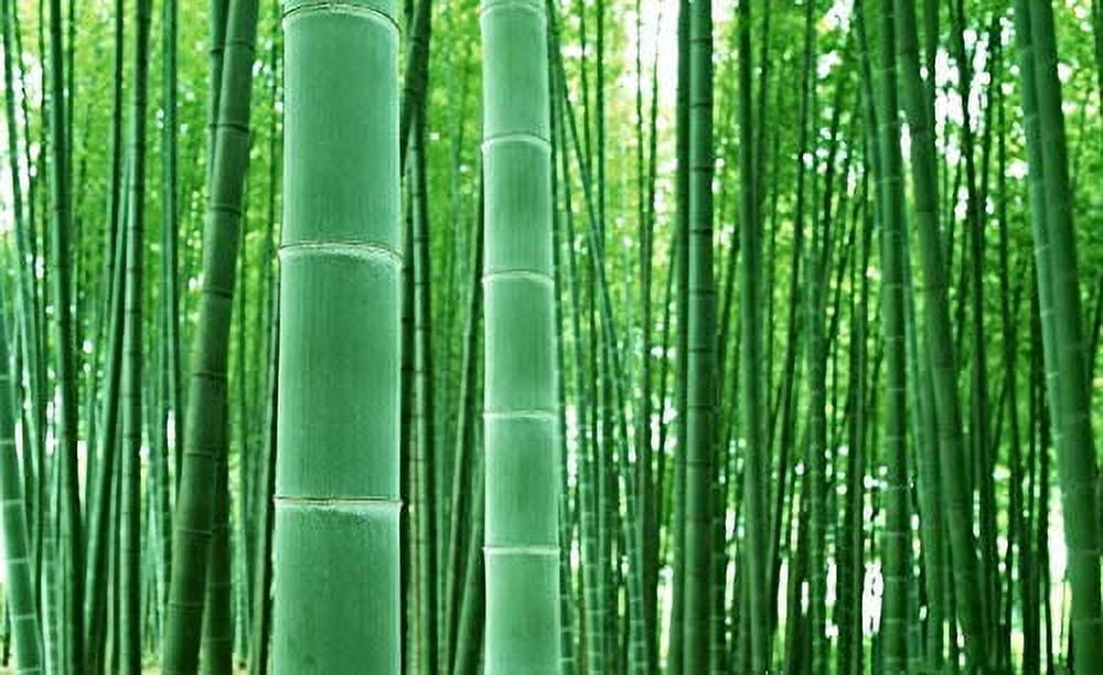Giant Bamboo Seeds for Planting 100+ Seeds Grow Giant Bamboo Privacy ...