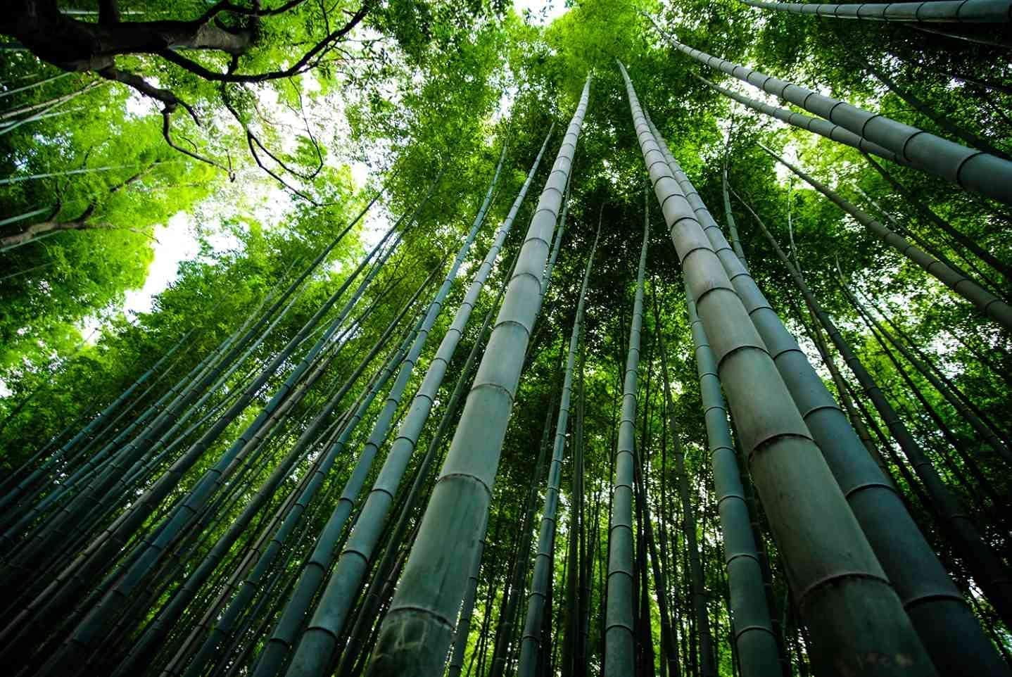Giant Bamboo Planting Seeds - 150+ Fast Growing, Good for Environment ...