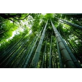 Giant Bamboo Planting Seeds - 150+ Fast Growing, Good for Environment ...