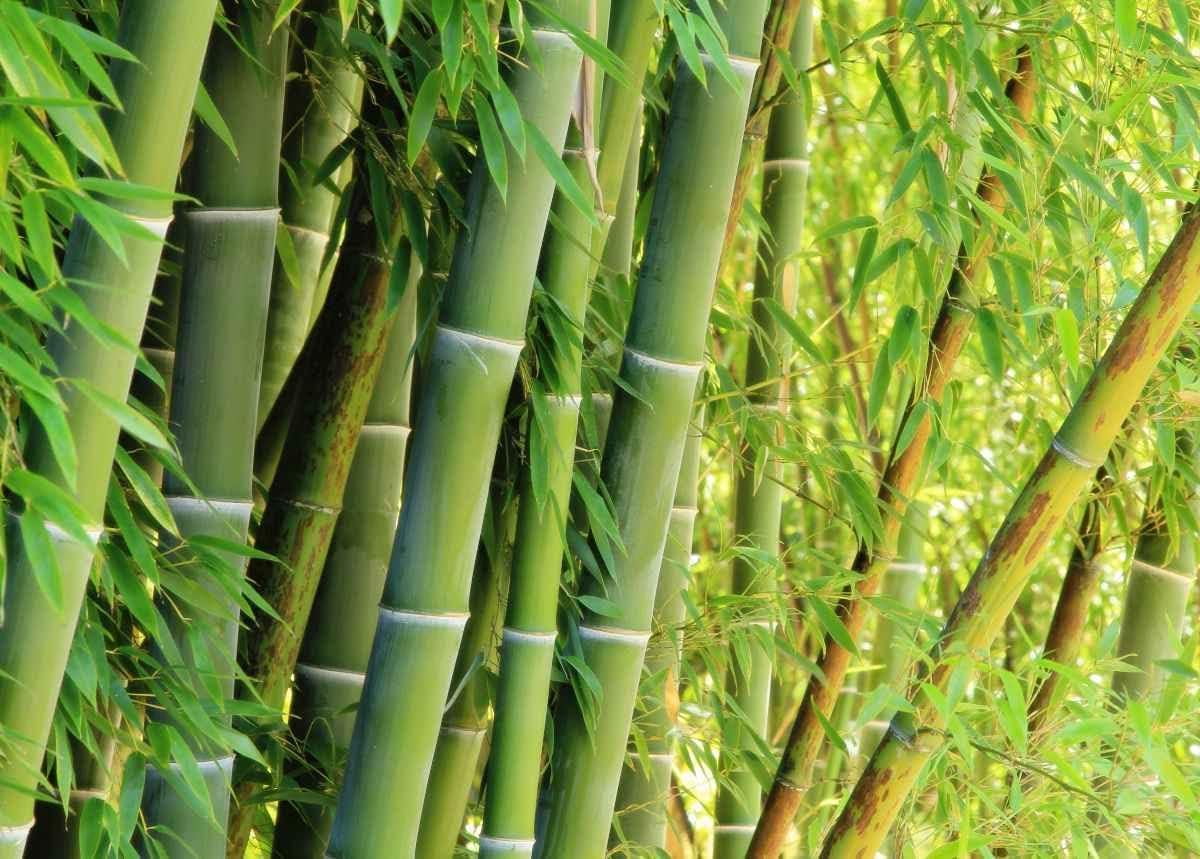 Giant Bamboo Seeds for Planting - 500+ H2FSDBamboo Seeds Exotic and ...