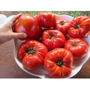 Big Beef Tomato Seeds