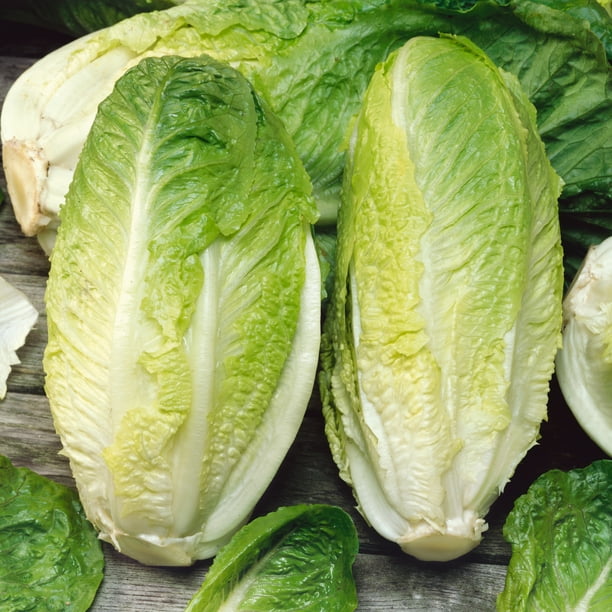 Giant Caesar Romaine Lettuce Seeds - 1 Lb ~400000 Seeds - Non-GMO ...