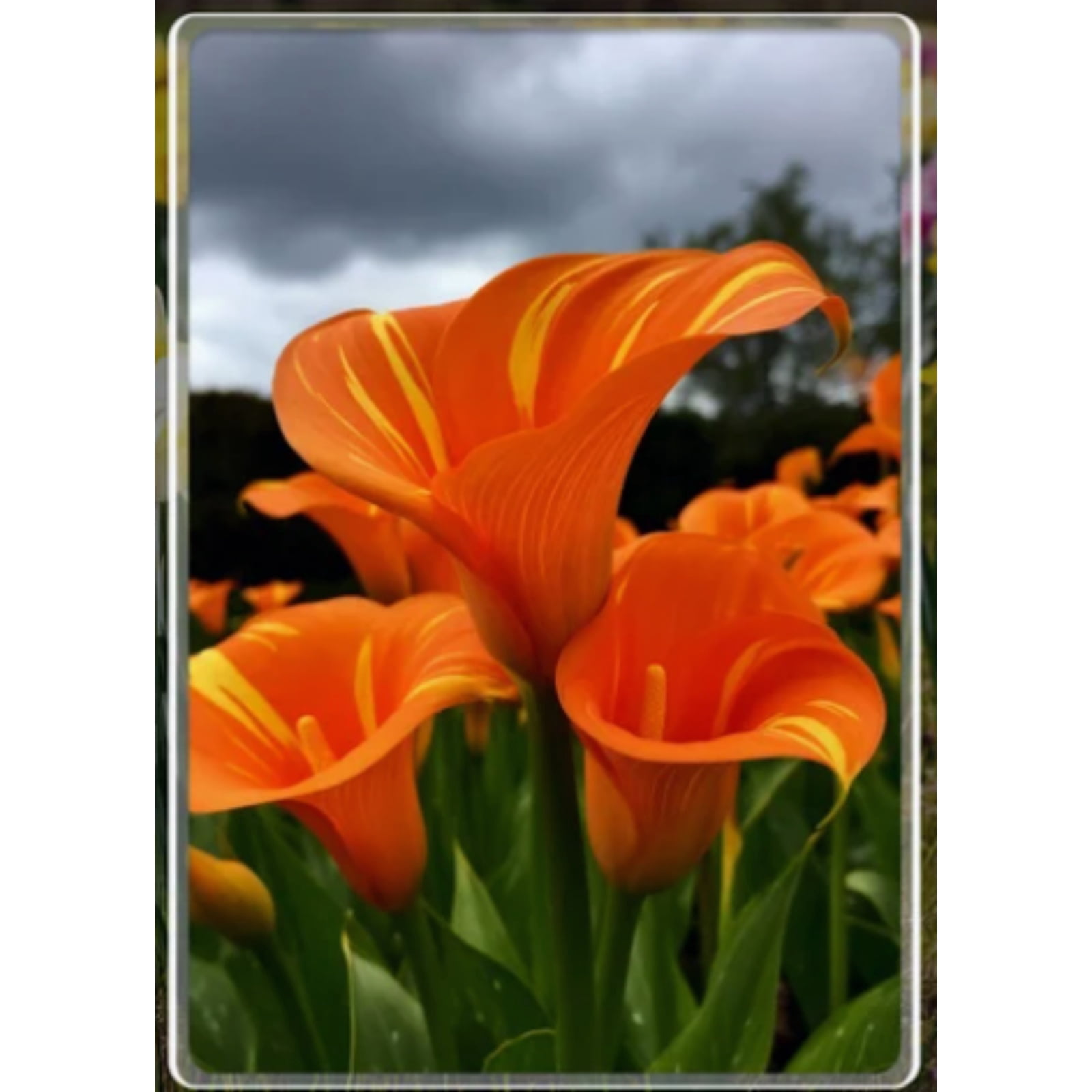 Giant Calla Lily For Planting Ideal for Gardening Deer Resistant ...