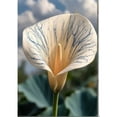 Giant Calla Lily For Planting Ideal for Gardening Deer Resistant ...