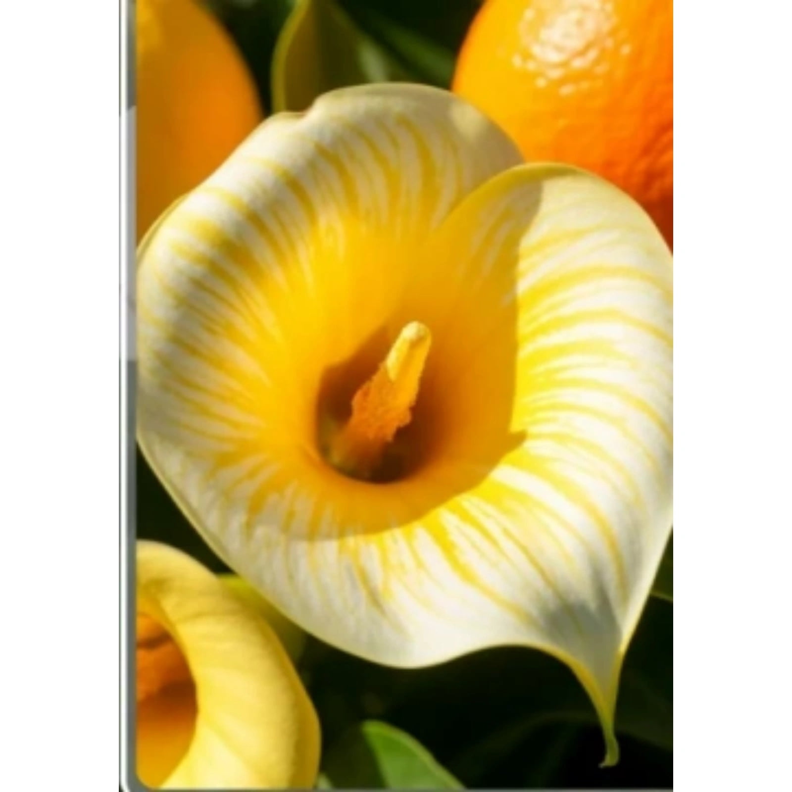 Giant Calla Lily For Planting Ideal for Gardening Deer Resistant ...
