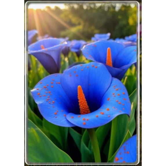 Giant Calla Lily For Planting Ideal for Gardening Deer Resistant ...