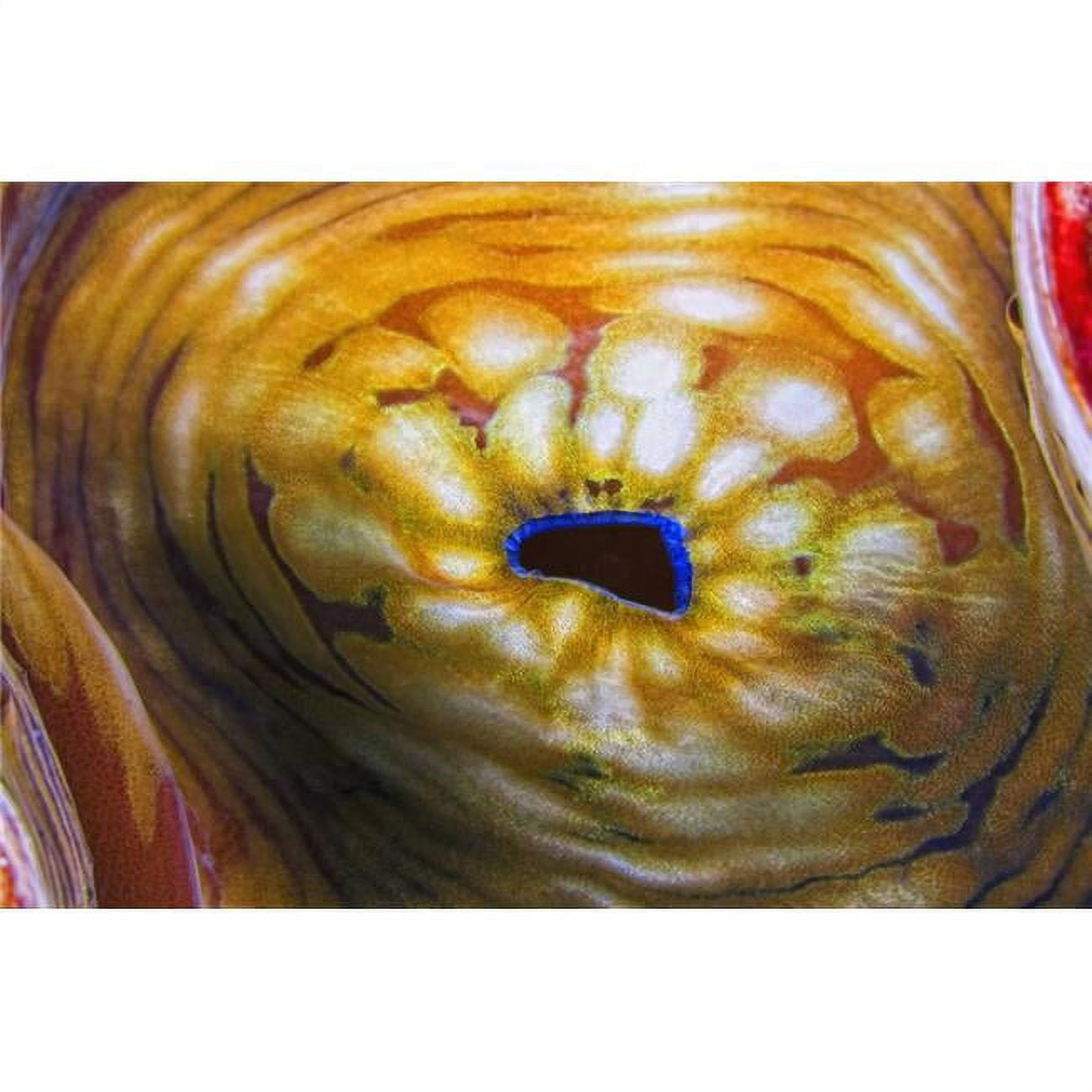 Giant Clam Poster Print - 19 x 12 - Walmart.com