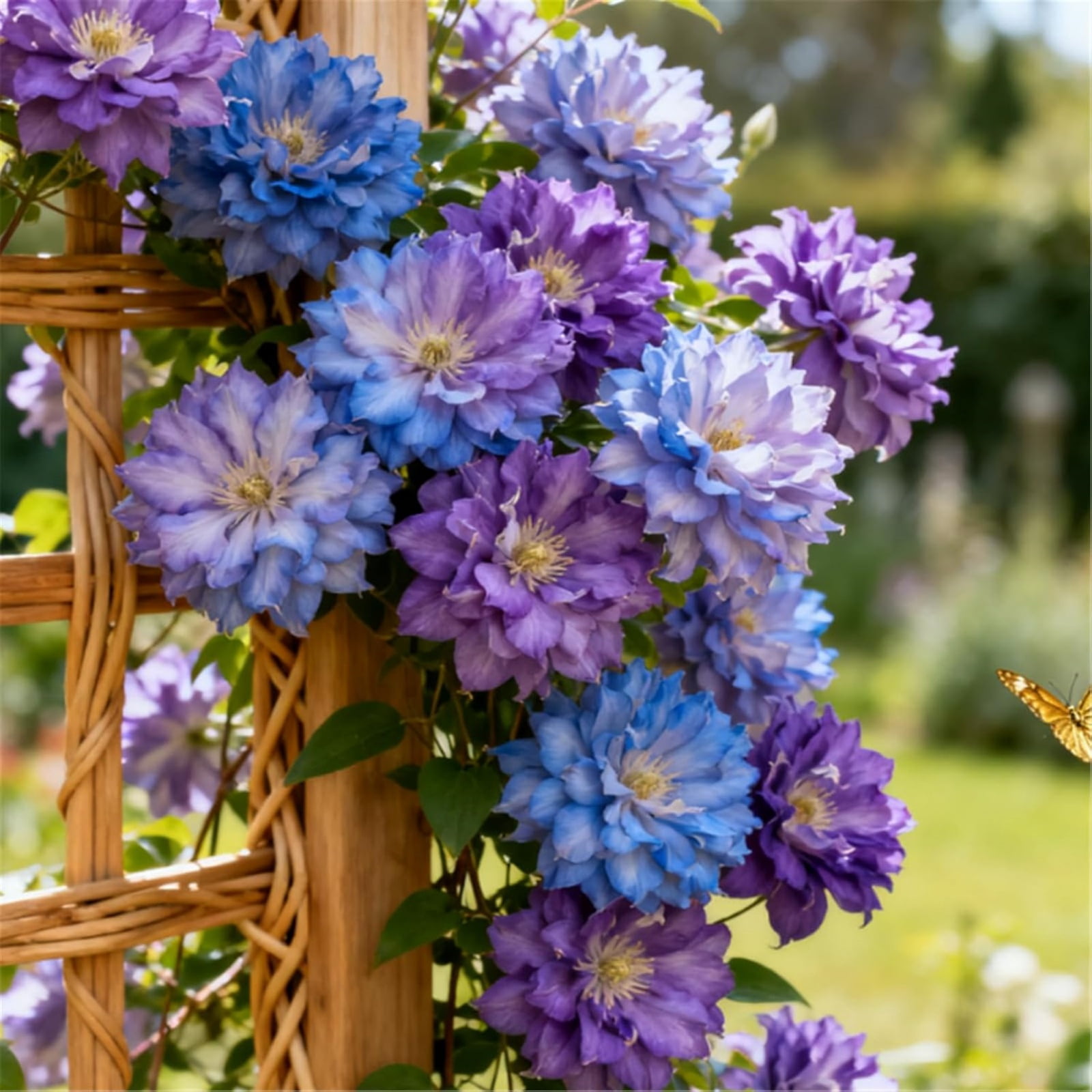 Giant Clematis Vine For Planting Ideal for Gardening Deer Resistant ...