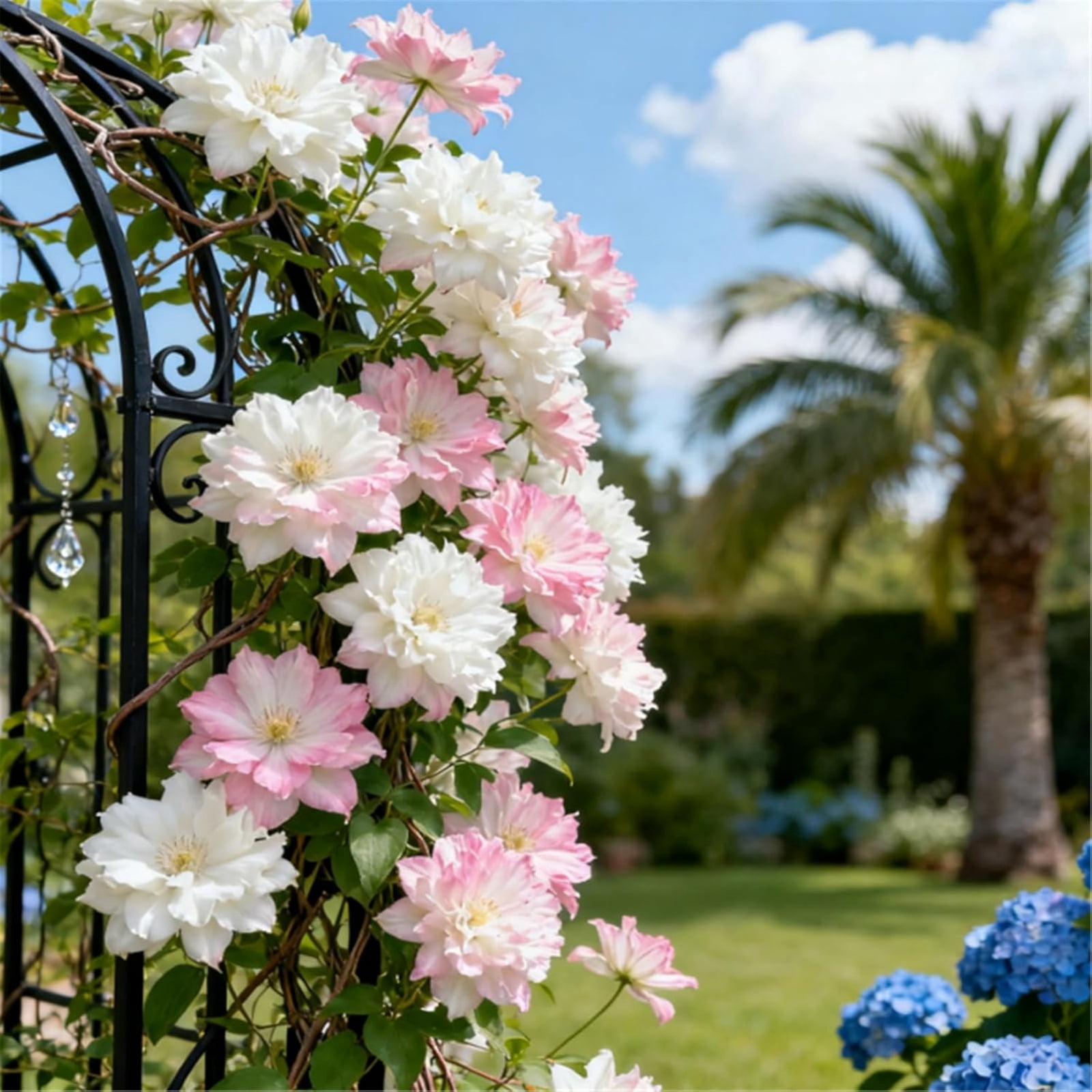 Giant Clematis Vine For Planting Ideal for Gardening Deer Resistant ...