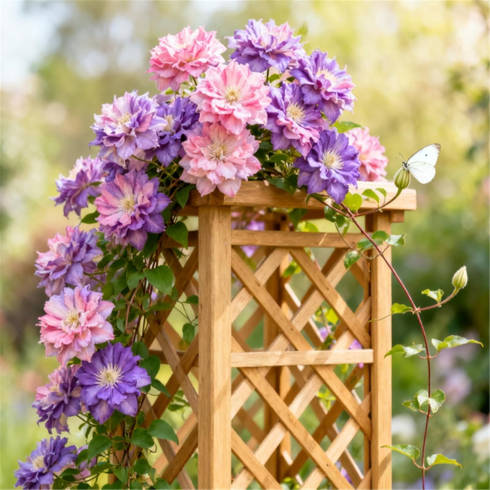 Giant Clematis Vine For Planting Ideal for Gardening Deer Resistant ...