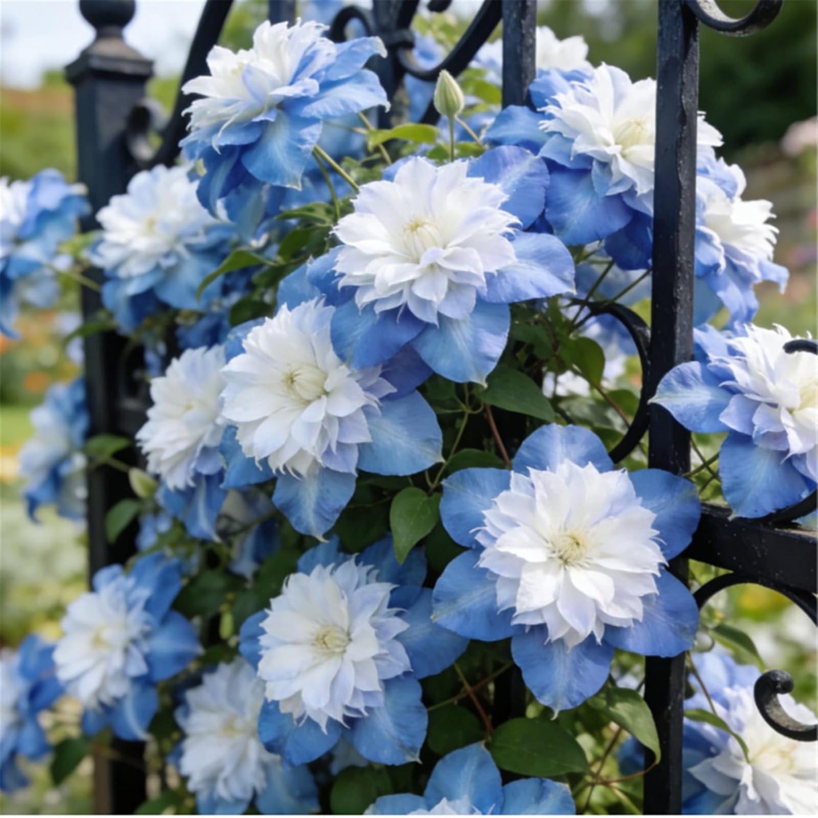 Giant Clematis Vine For Planting Ideal for Gardening Deer Resistant ...