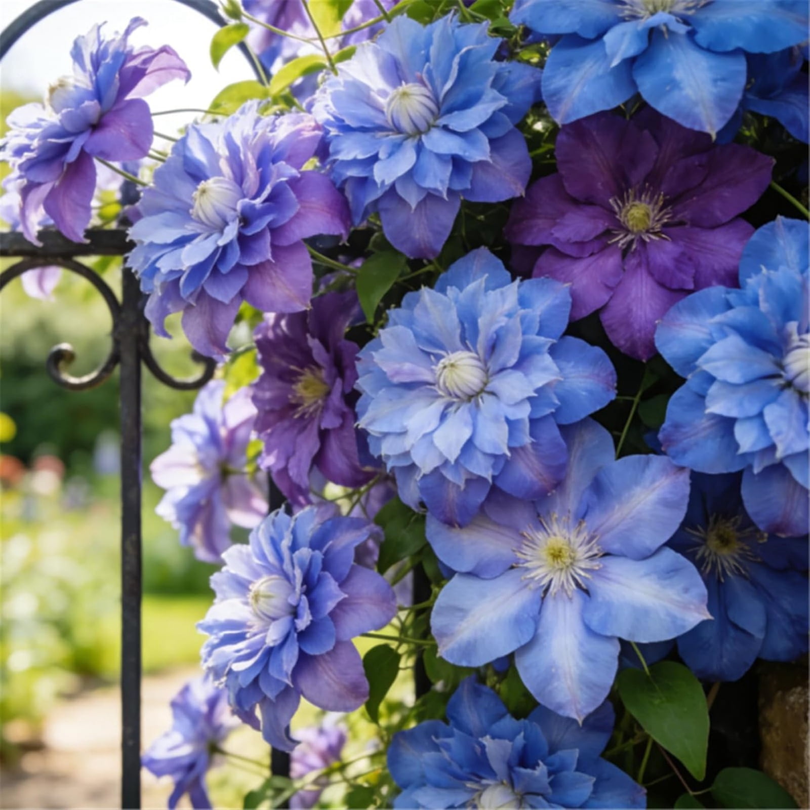 Giant Clematis Vine For Planting Ideal for Gardening Deer Resistant ...