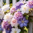 Giant Clematis Vine For Planting Ideal for Gardening Deer Resistant ...