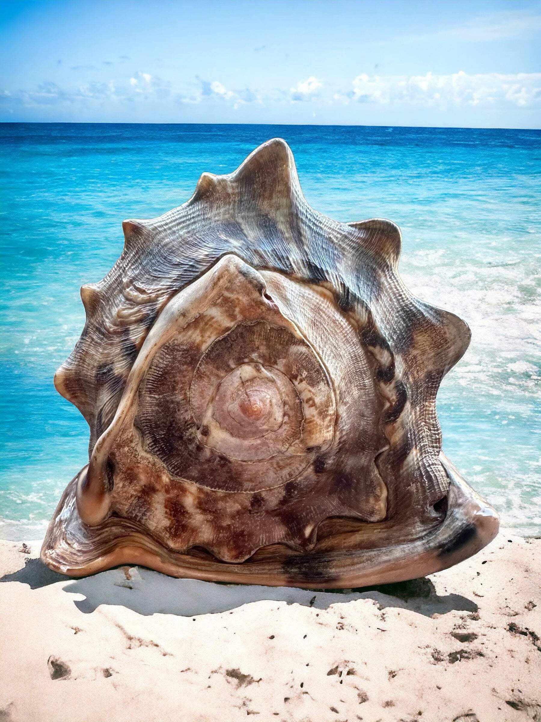 Giant Conch Seashell Rare Large Brown Pattern Big Sea Snail Specimen ...