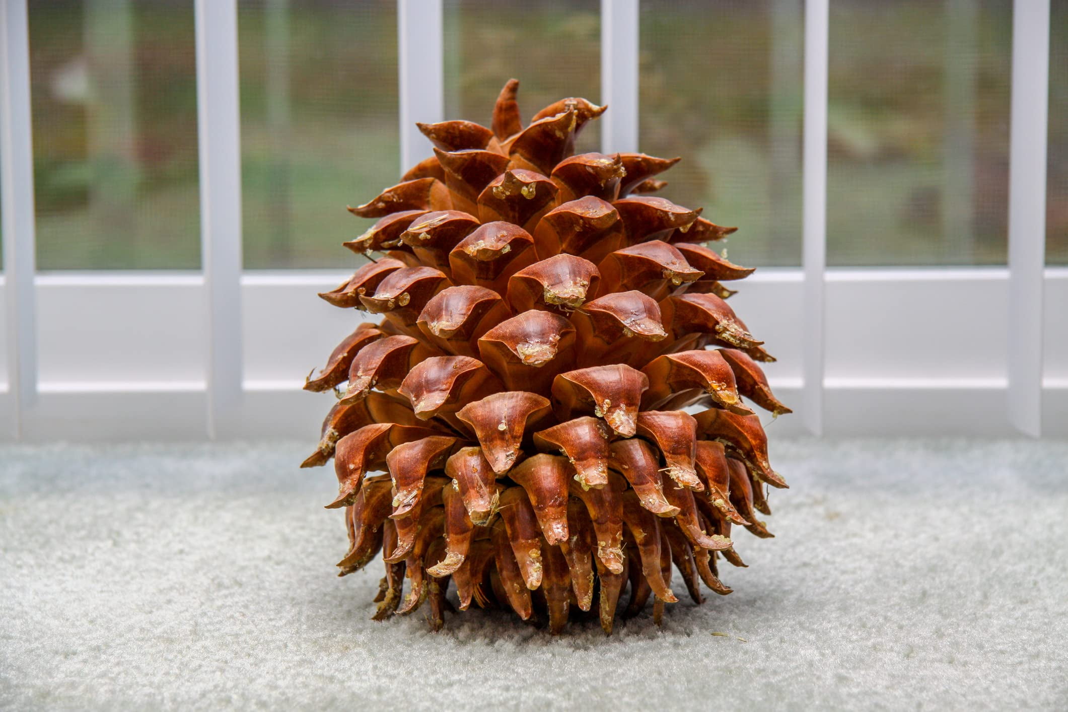 Giant Coulter Pine Cones - Great for Seasonal Decoration or Crafts, 10 ...