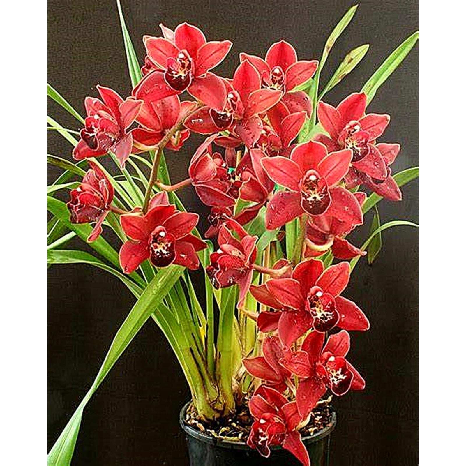 Giant Cymbidium For Planting Ideal for Gardening Deer Resistant ...