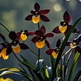 Giant Cymbidium For Planting Ideal for Gardening Deer Resistant ...