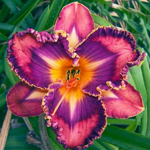 Giant Daylily-Bulbs For Planting-for Gardening and Planting-garden must ...
