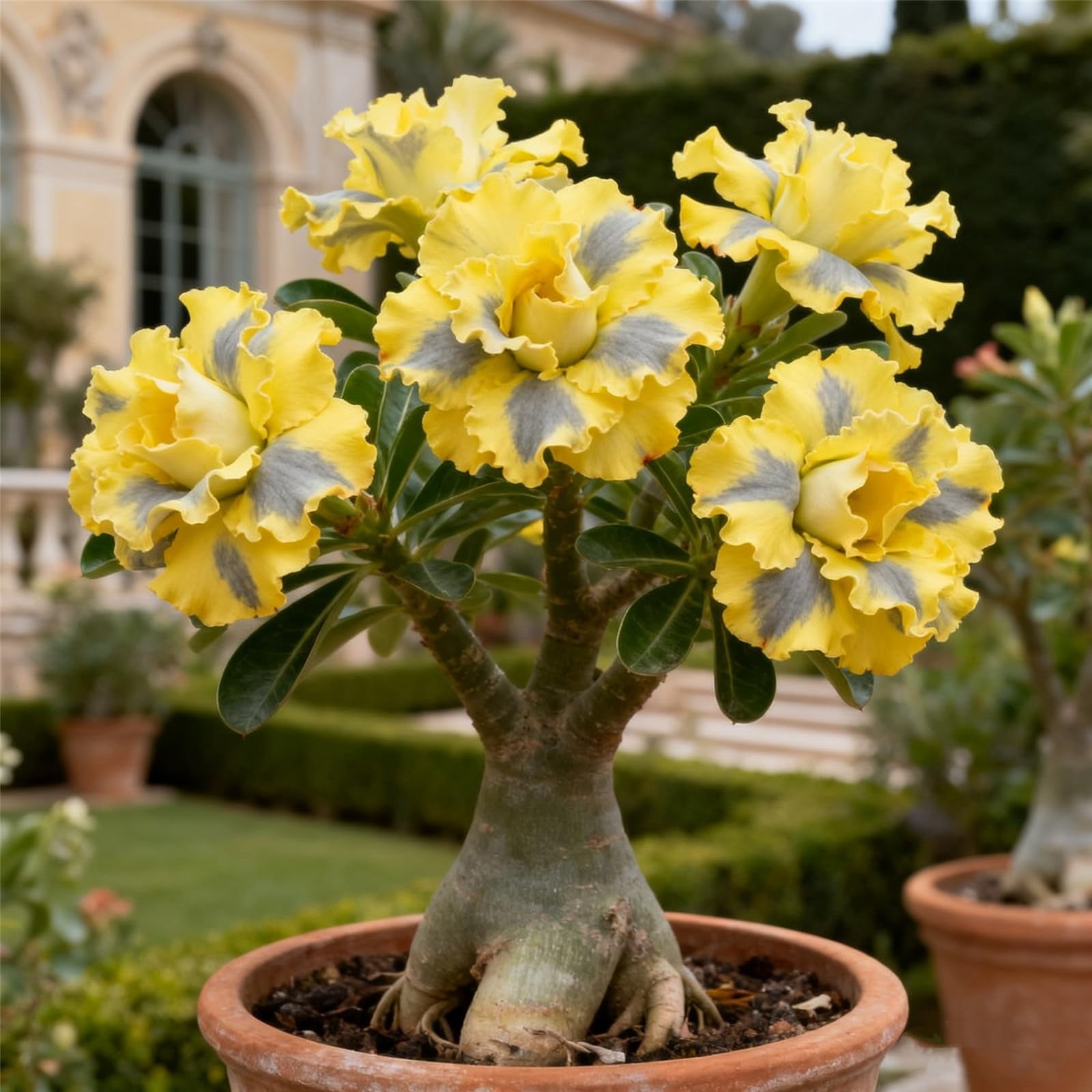 Giant Desert Rose For Planting Ideal for Gardening Deer Resistant ...