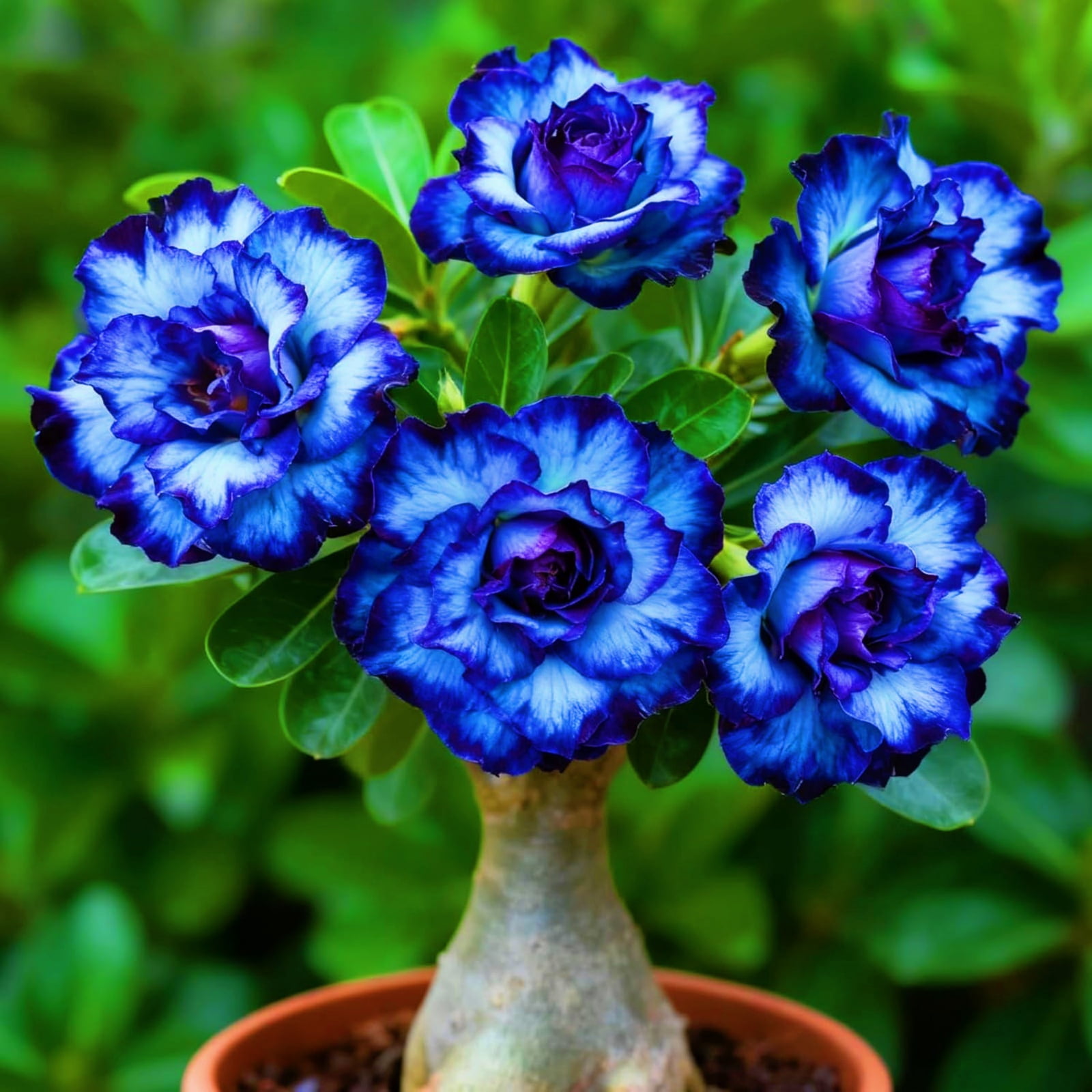 Giant Desert Rose For Planting Ideal for Gardening Deer Resistant ...