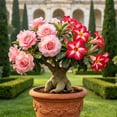 Giant Desert Rose For Planting Ideal for Gardening Deer Resistant ...