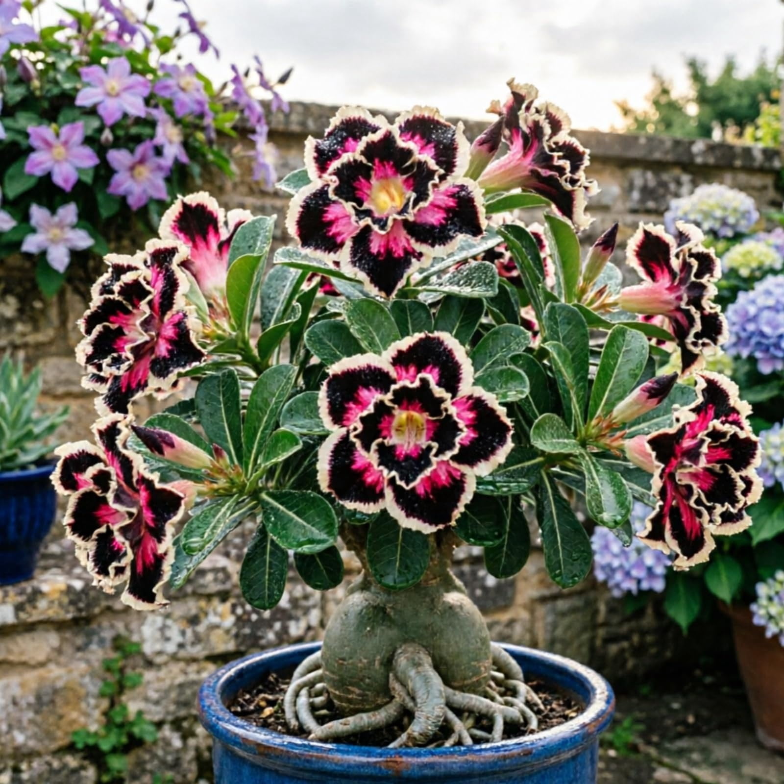 Giant Desert Rose For Planting Ideal for Gardening Deer Resistant ...