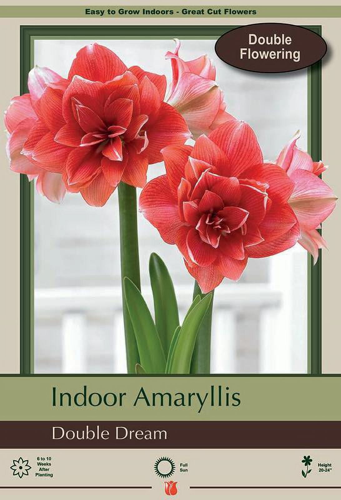 Giant Double Dream Double Amaryllis Bulb - 34/36cm Bulb - Walmart.com
