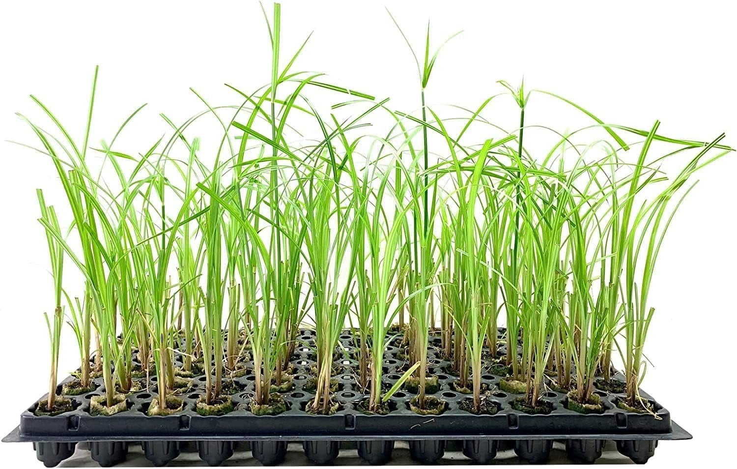 Giant Egyptian Papyrus 10 Live Plants Cyperus Large Shade & Wet ...