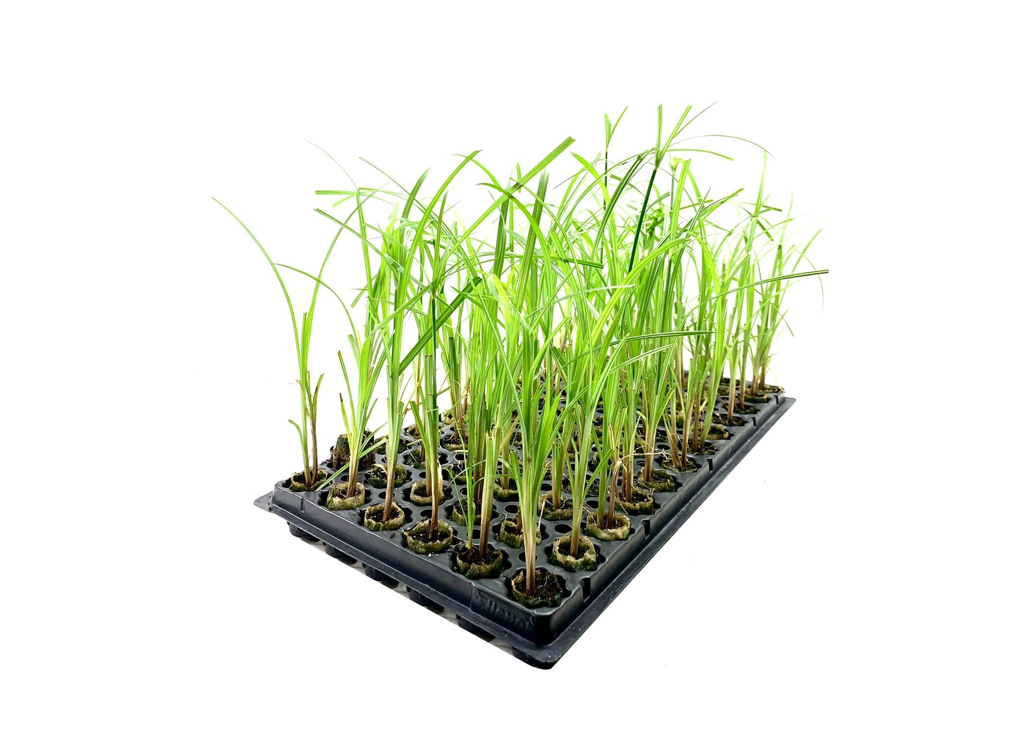 Giant Egyptian Papyrus 10 Live Plants Cyperus Large Shade & Wet ...