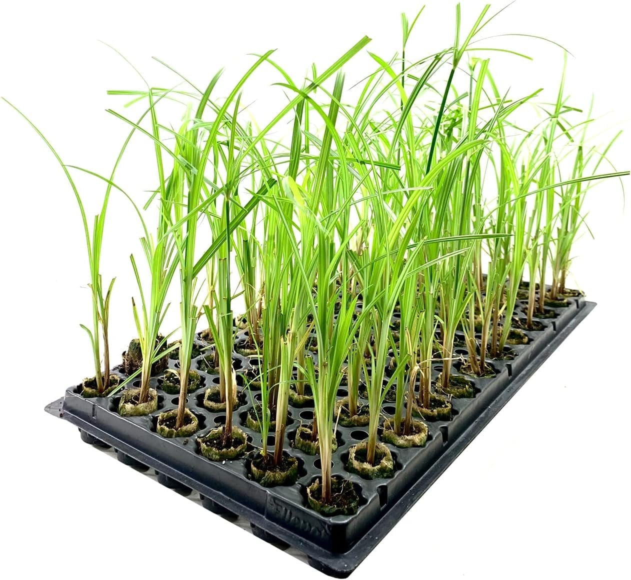 Giant Egyptian Papyrus 10 Live Plants Cyperus Large Shade & Wet ...