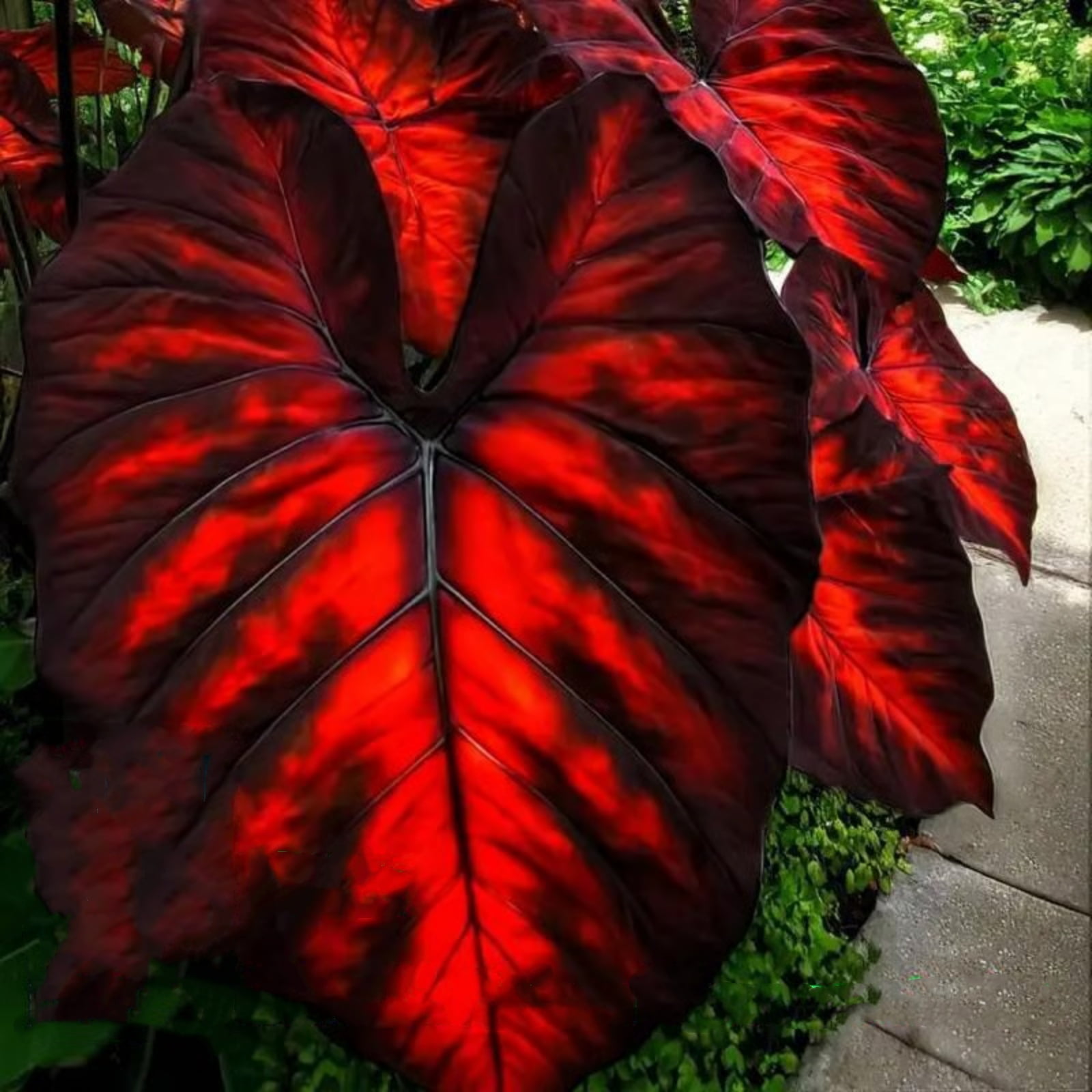 Giant Elephant Ear -Bulbs-For Planting-Patio-Garden-Garden Stakes ...