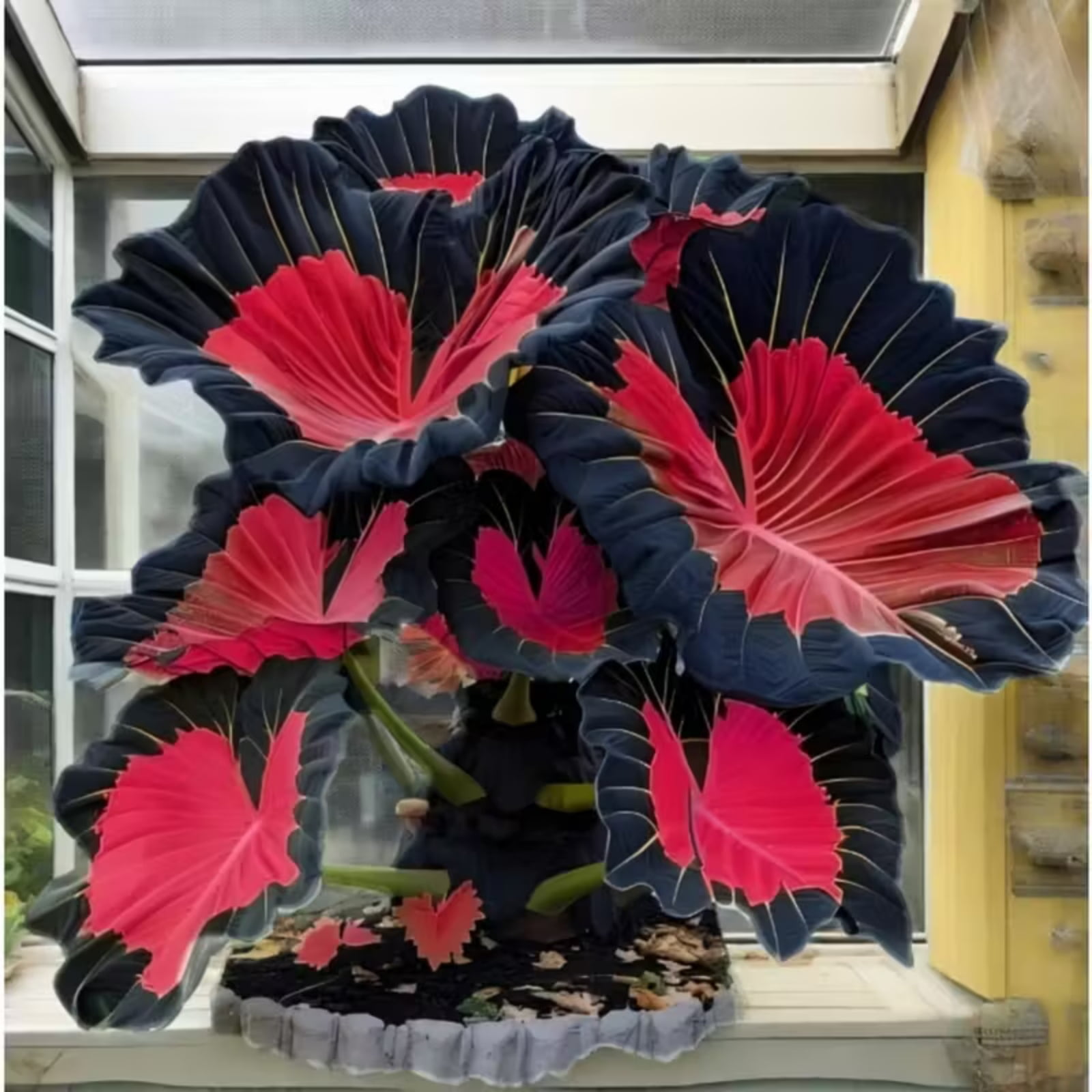 Giant Elephant Ear -Bulbs-For Planting-Patio-Garden-Garden Stakes- Rare ...