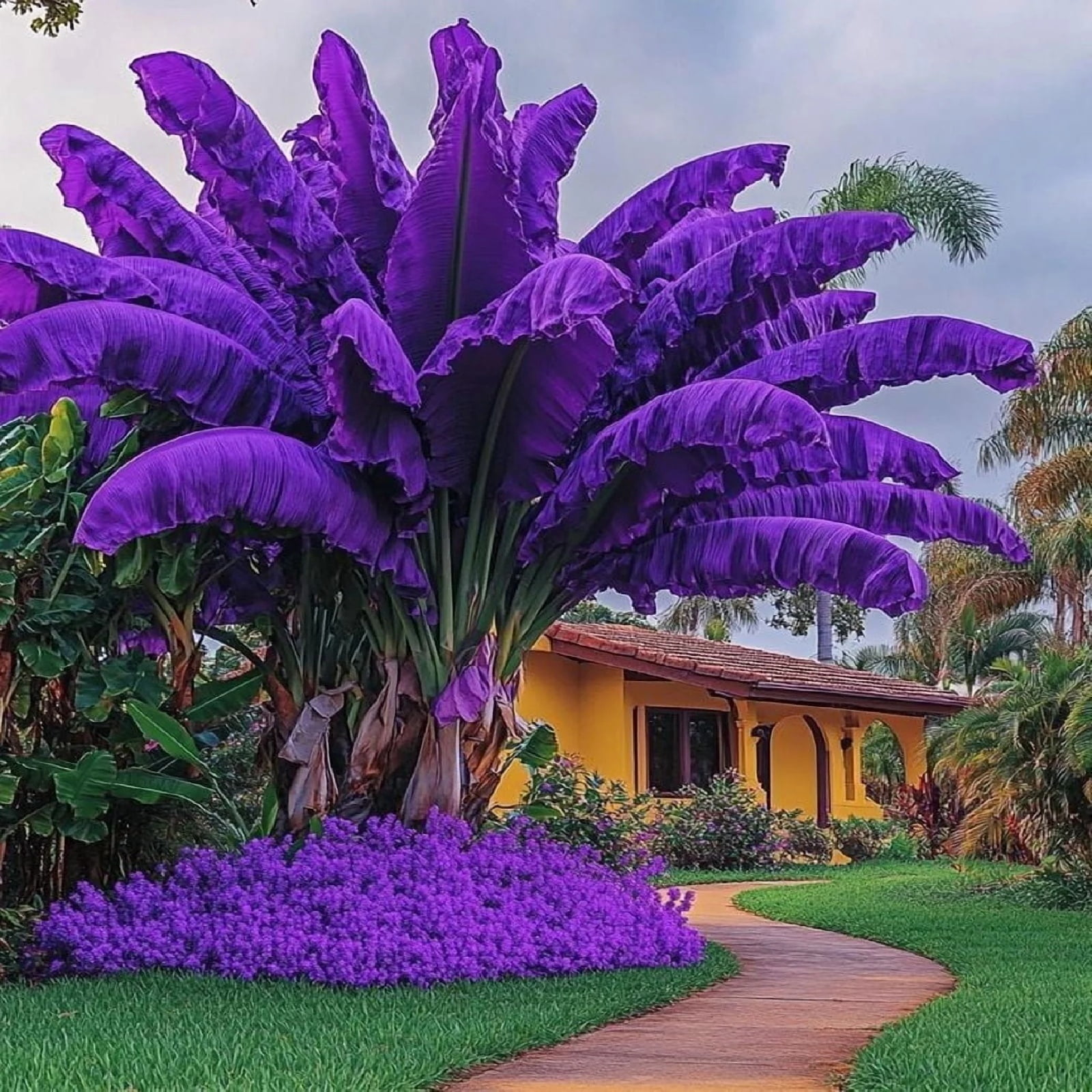 Giant Elephant Ear For Planting Ideal for Gardening Deer Resistant ...