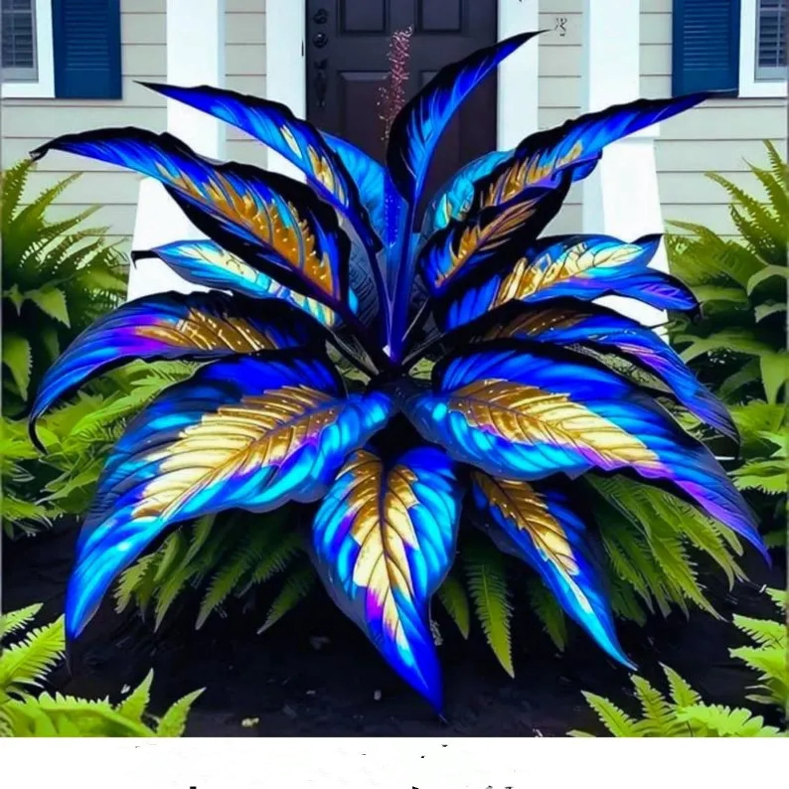 Giant Elephant Ear For Planting Ideal for Gardening Deer Resistant ...