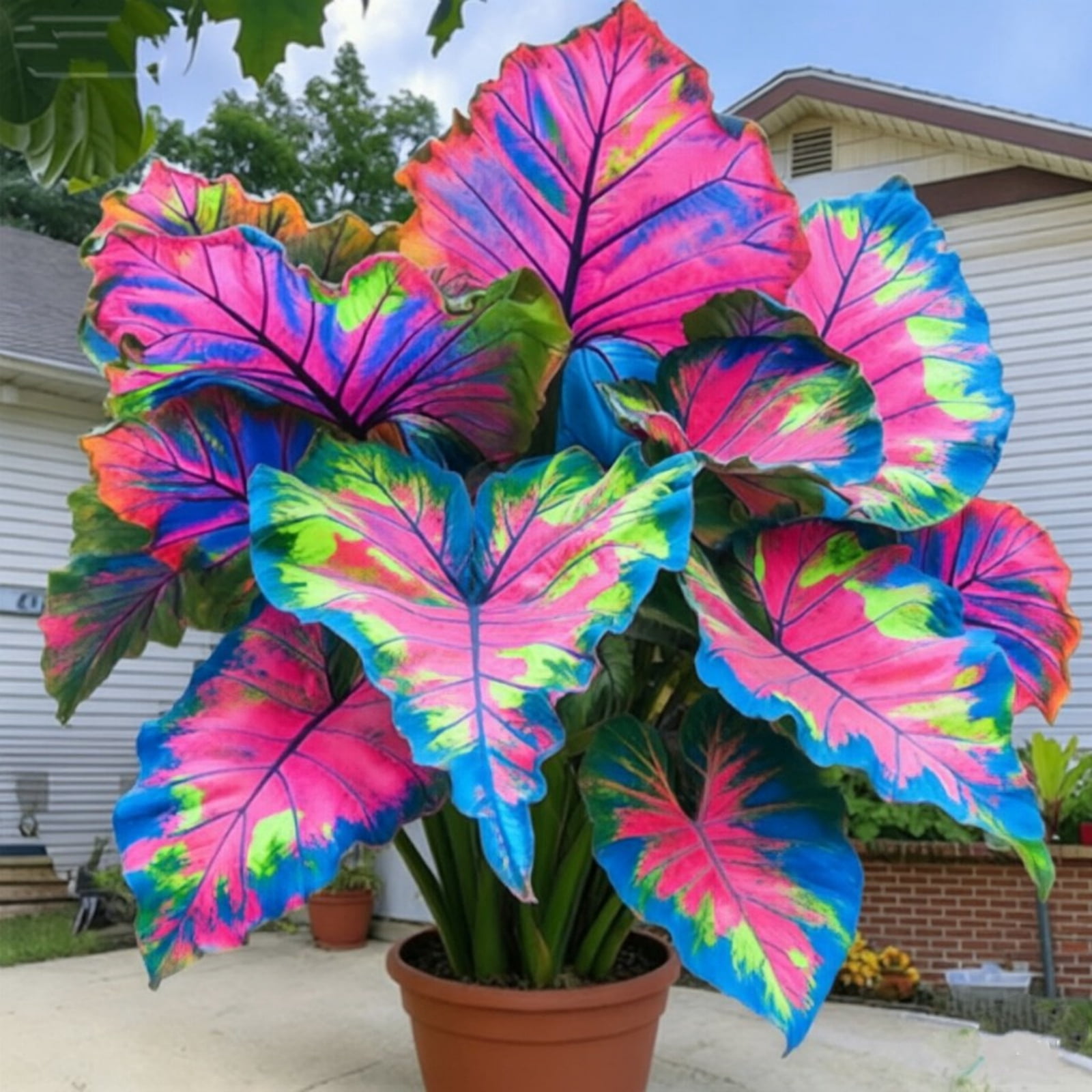 Giant Elephant Ear For Planting Ideal for Gardening Deer Resistant ...