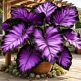Giant Elephant Ear For Planting Ideal for Gardening Deer Resistant ...