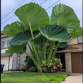 Giant Elephant Ear For Planting Ideal for Gardening Deer Resistant ...