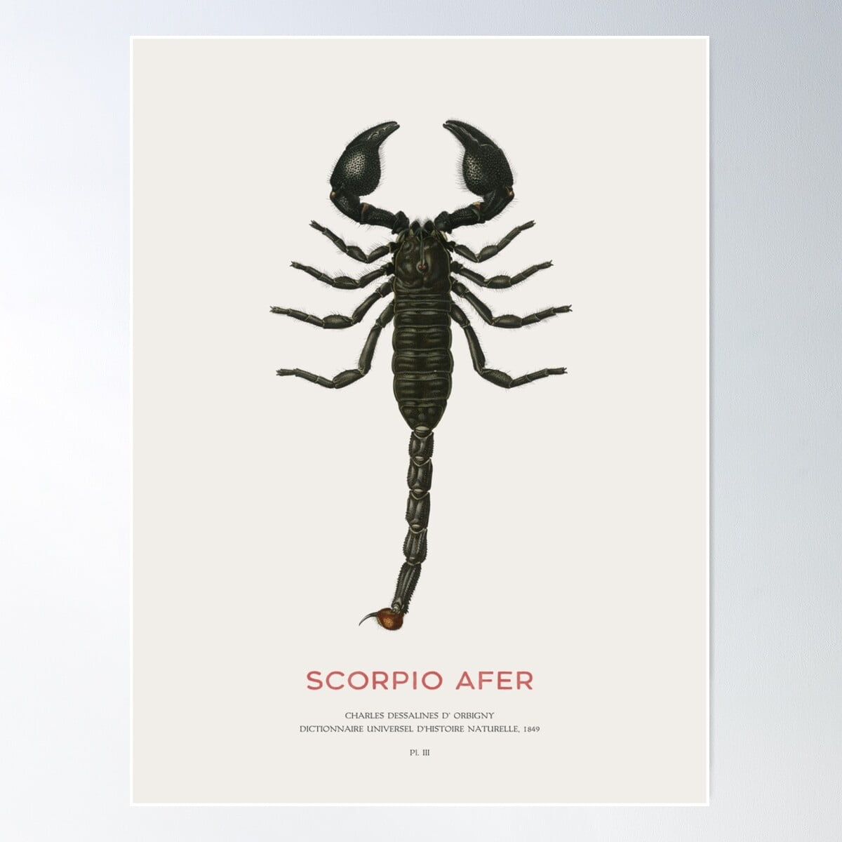 Giant Forest Scorpion Or Scorpio Afer Poster Wall Art, Modern Wall ...