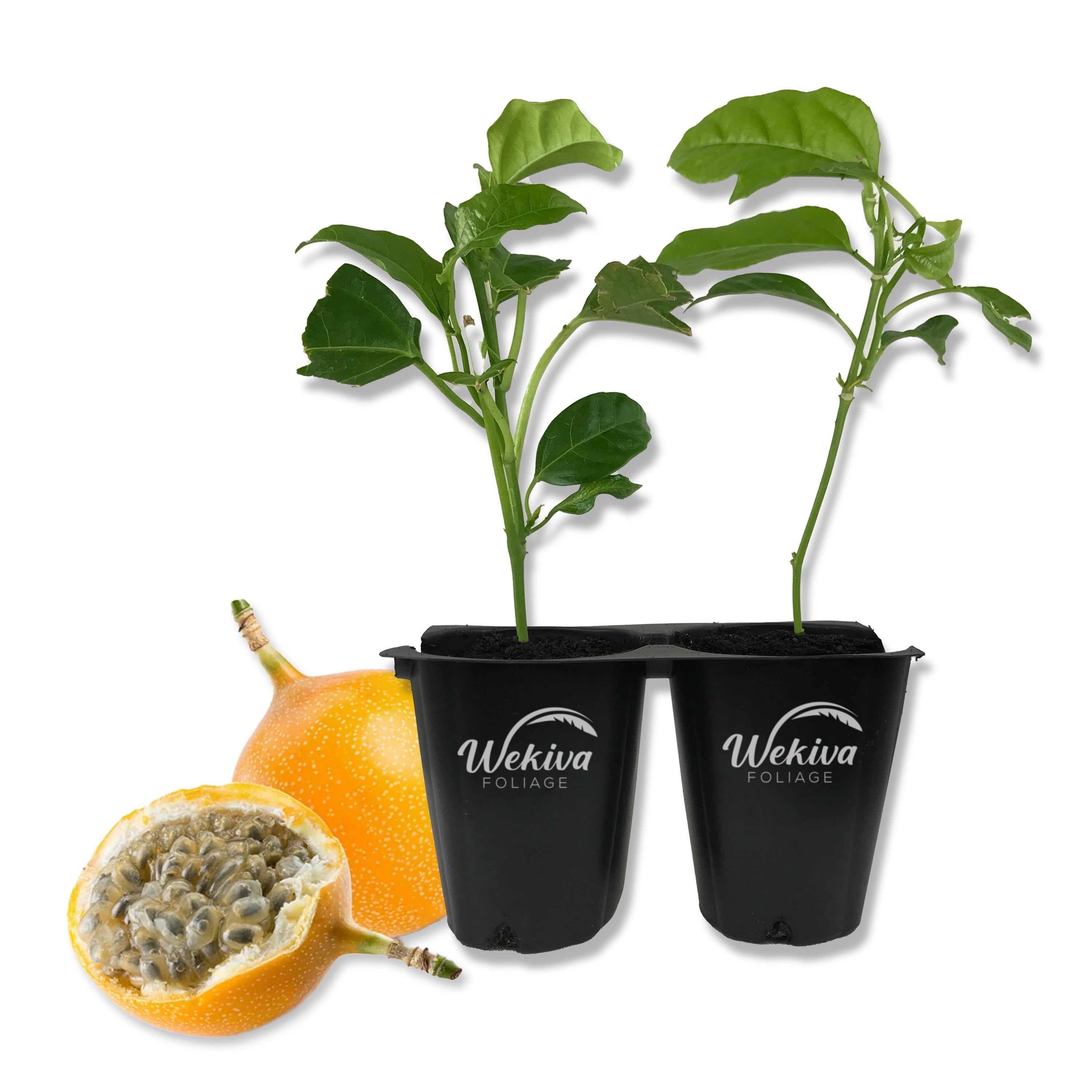 Giant Granadilla Passion Fruit Plant - 2 Live Starter Plants - Edible ...