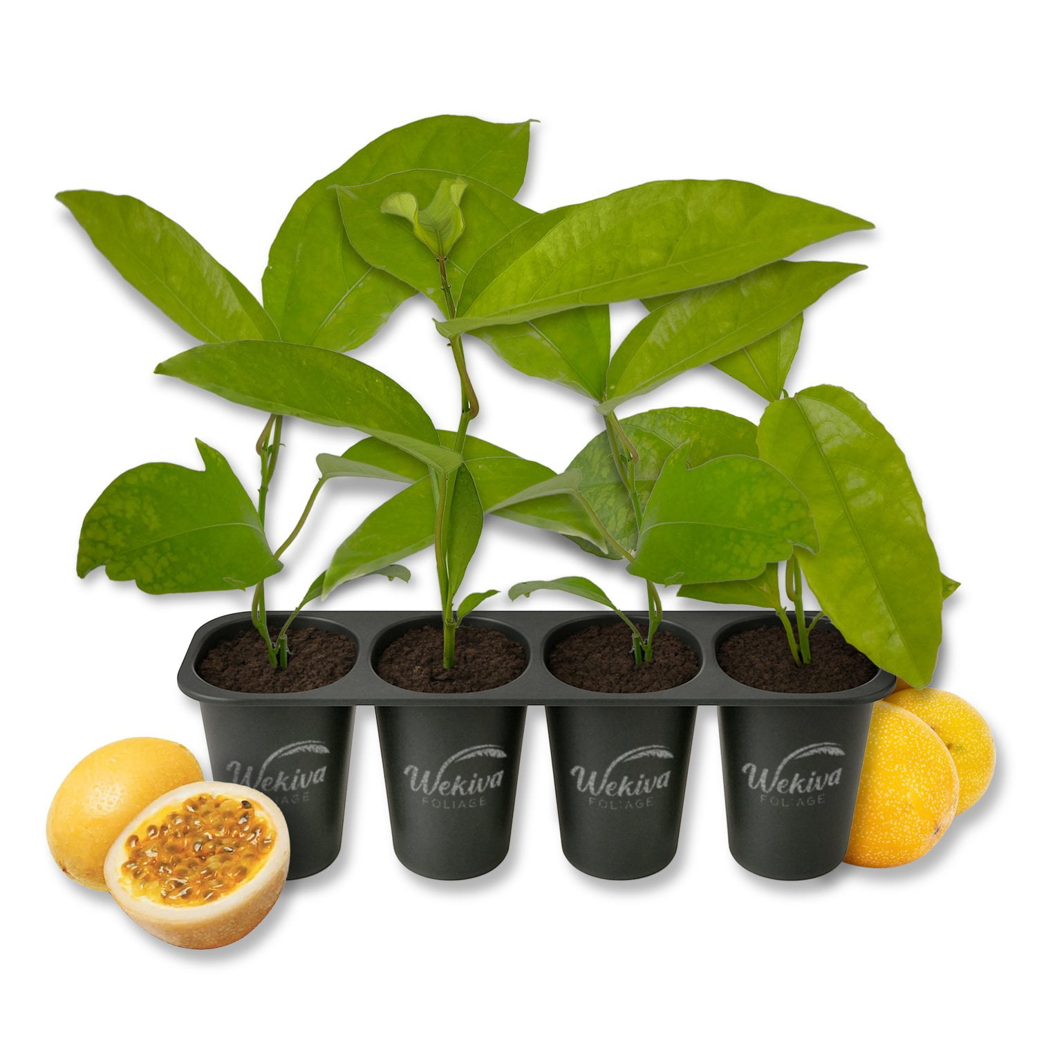 Giant Granadilla Passion Fruit Plant - 4 Live Starter Plants ...