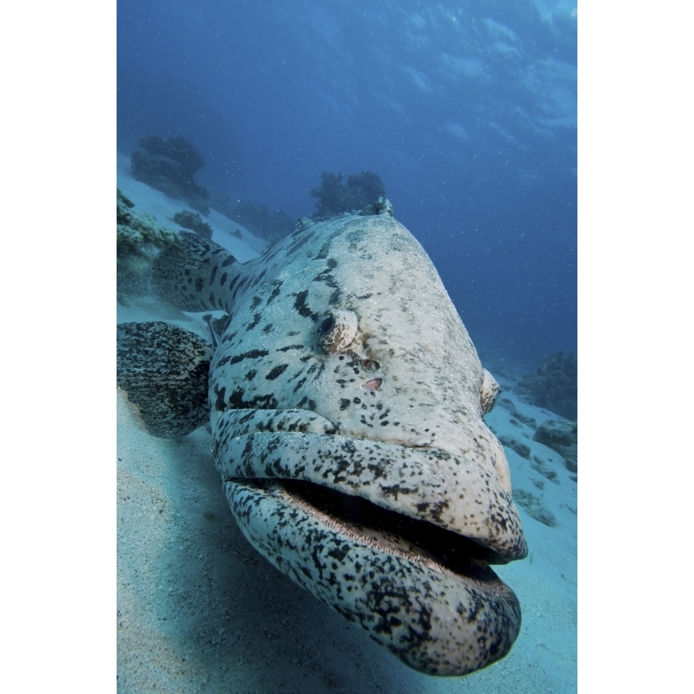 Posterazzi Giant Grouper Great Barrier Reef Queensland Print 11" x 17 ...