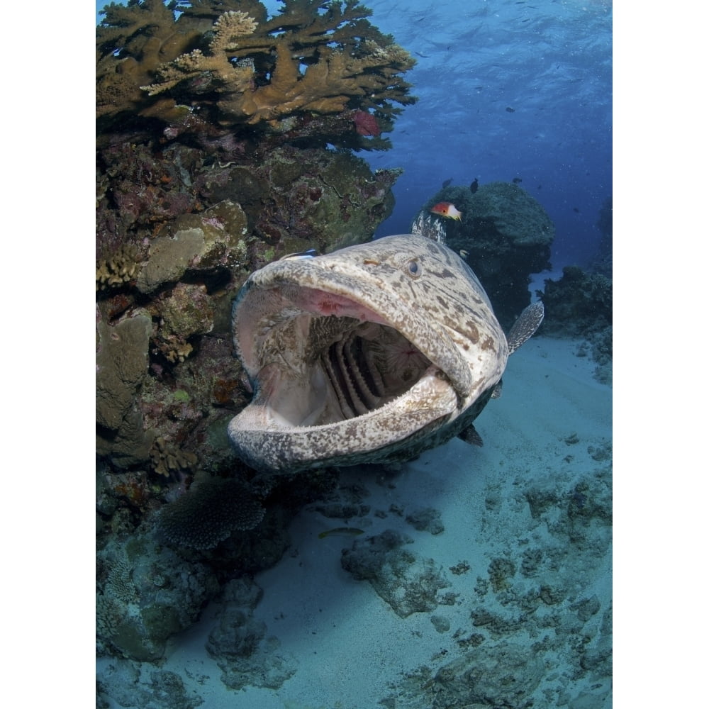 Giant Grouper Great Barrier Reef Queensland Australia Poster Print ...